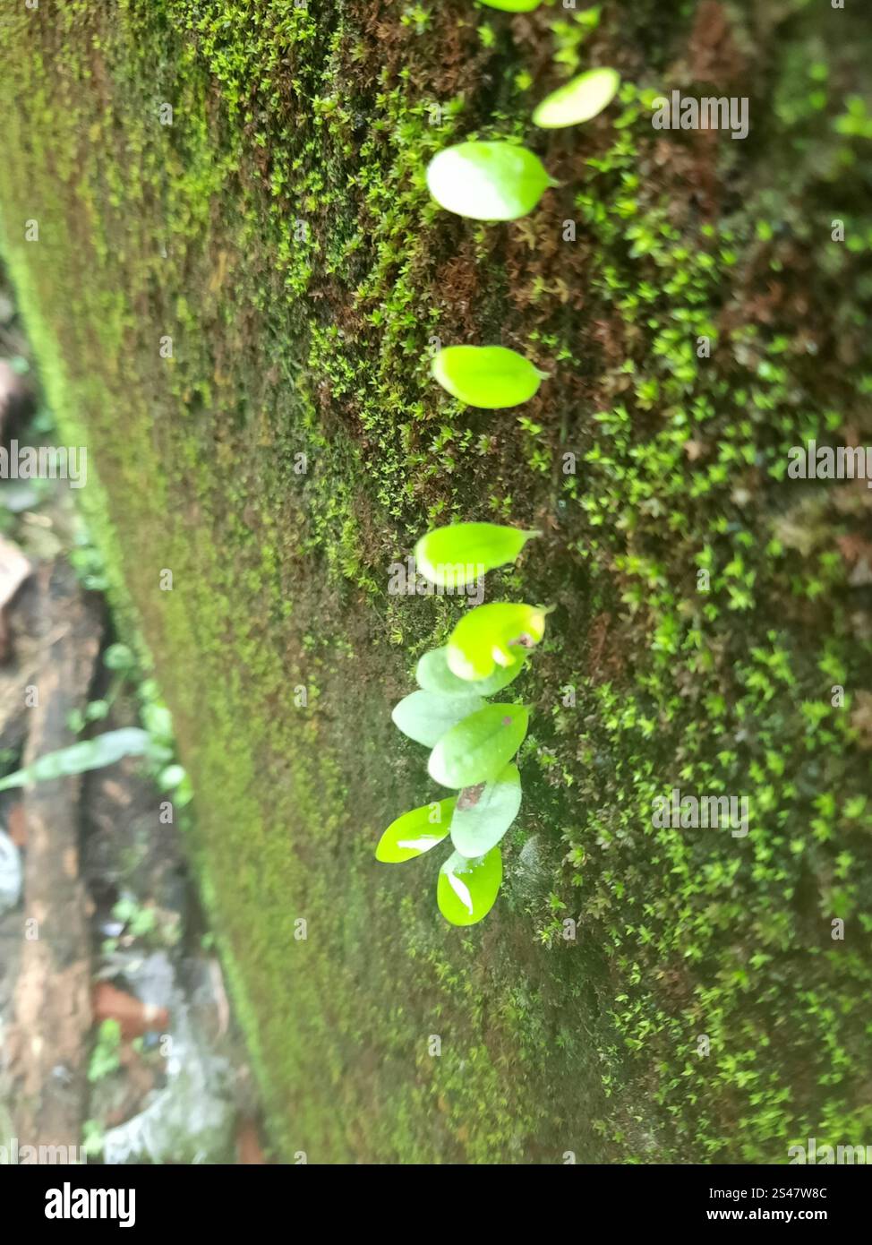 Green penny fern (Lemmaphyllum microphyllum Stock Photo - Alamy
