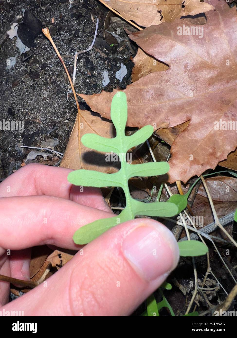 white fiesta flower (Pholistoma membranaceum Stock Photo - Alamy