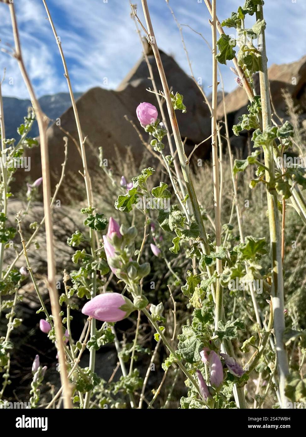 southern coastal bushmallow (Malacothamnus fasciculatus Stock Photo - Alamy