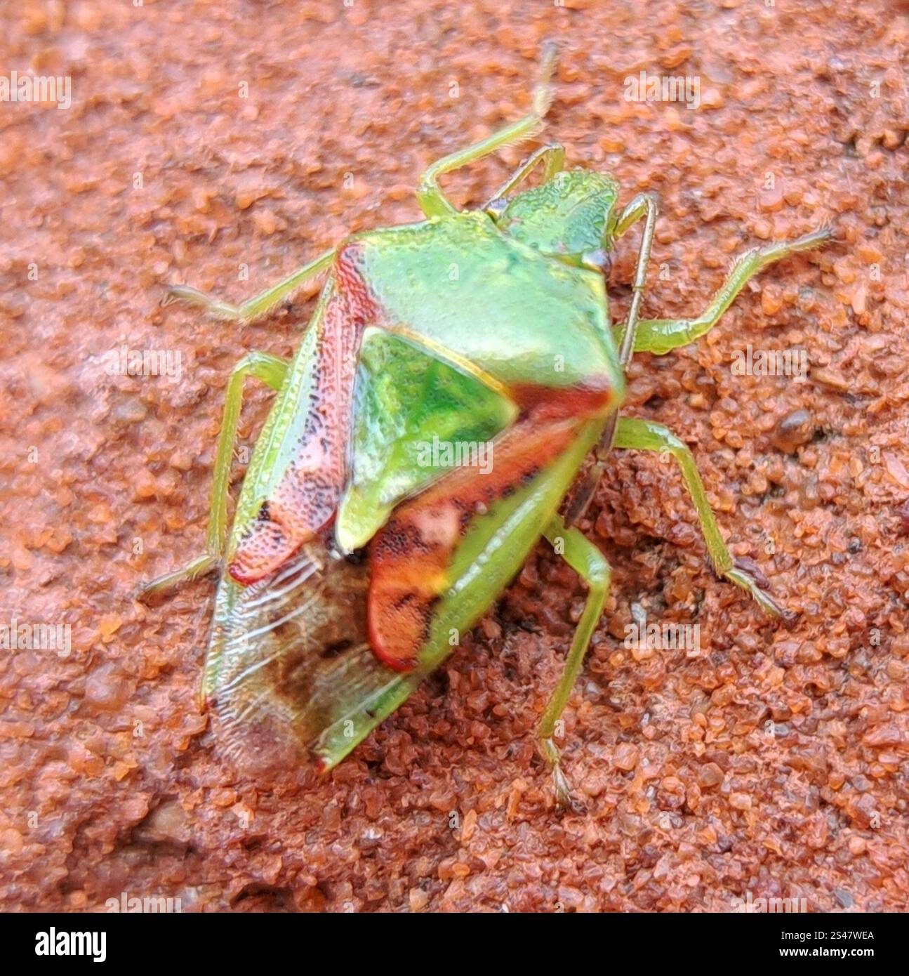Juniper Shield Bug (Cyphostethus tristriatus Stock Photo - Alamy