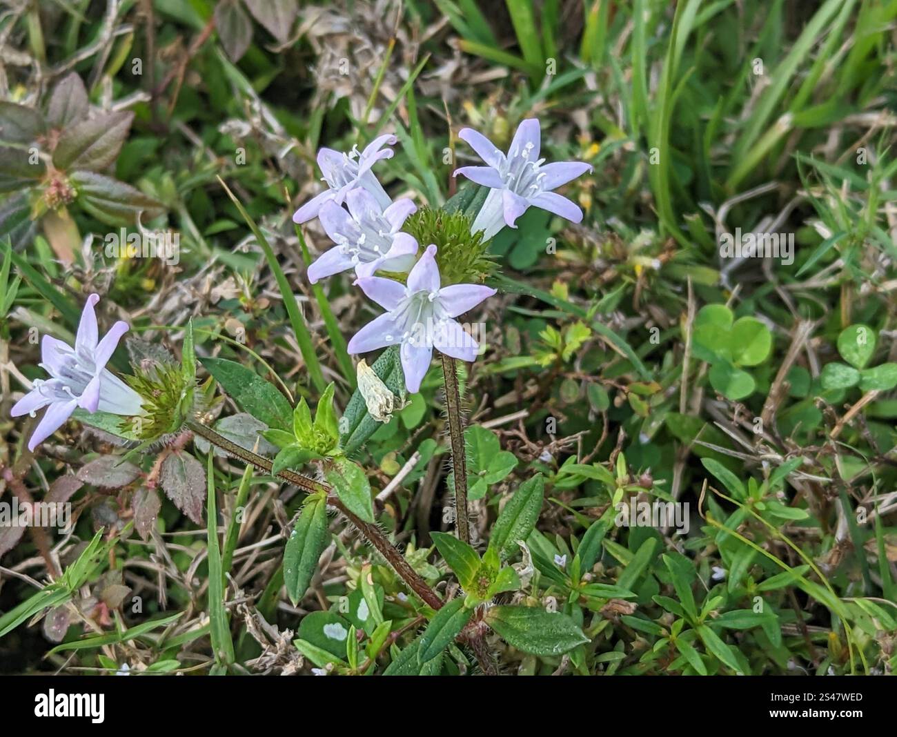 largeflower Mexican clover (Richardia grandiflora Stock Photo - Alamy