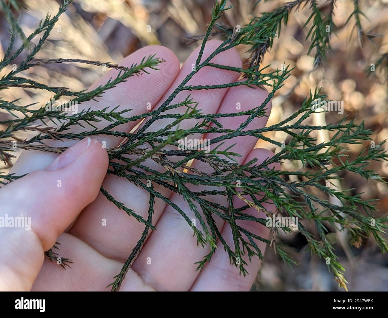 eastern redcedar (Juniperus virginiana Stock Photo - Alamy