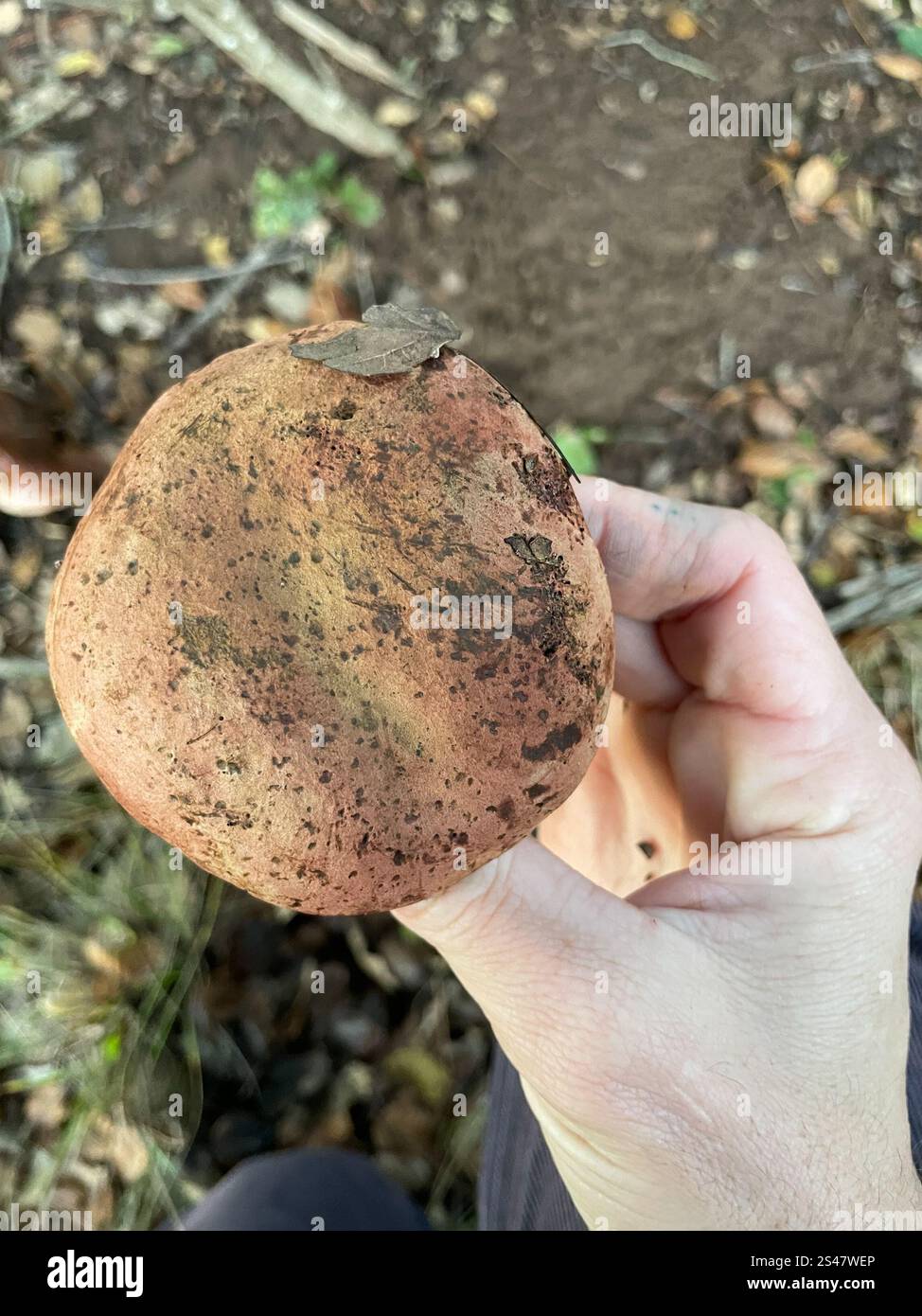 Liver Bolete (Suillellus amygdalinus Stock Photo - Alamy
