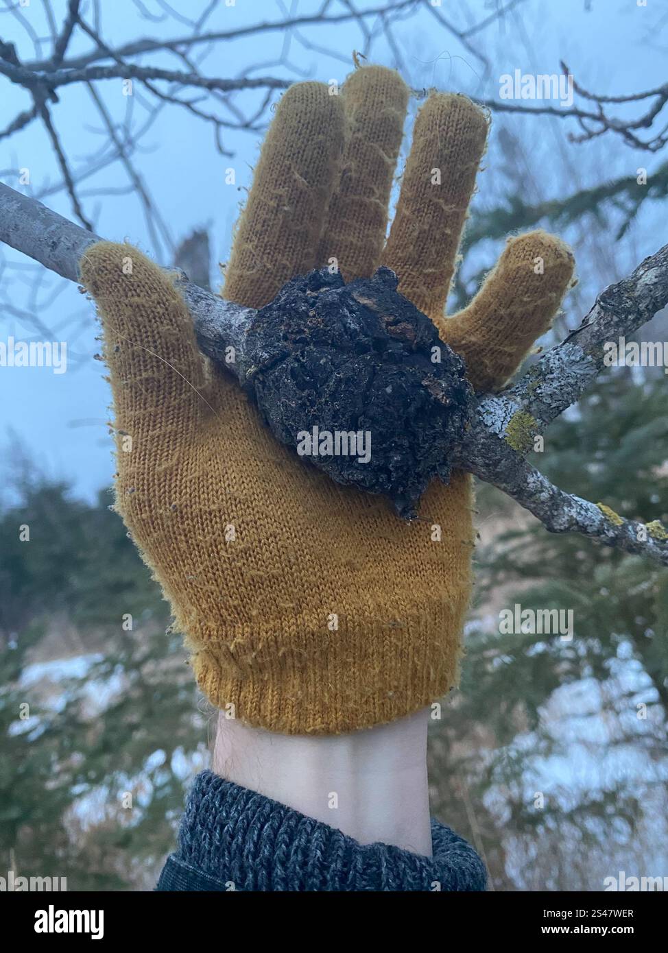 Corky bark disease (Diplodia tumefaciens Stock Photo - Alamy