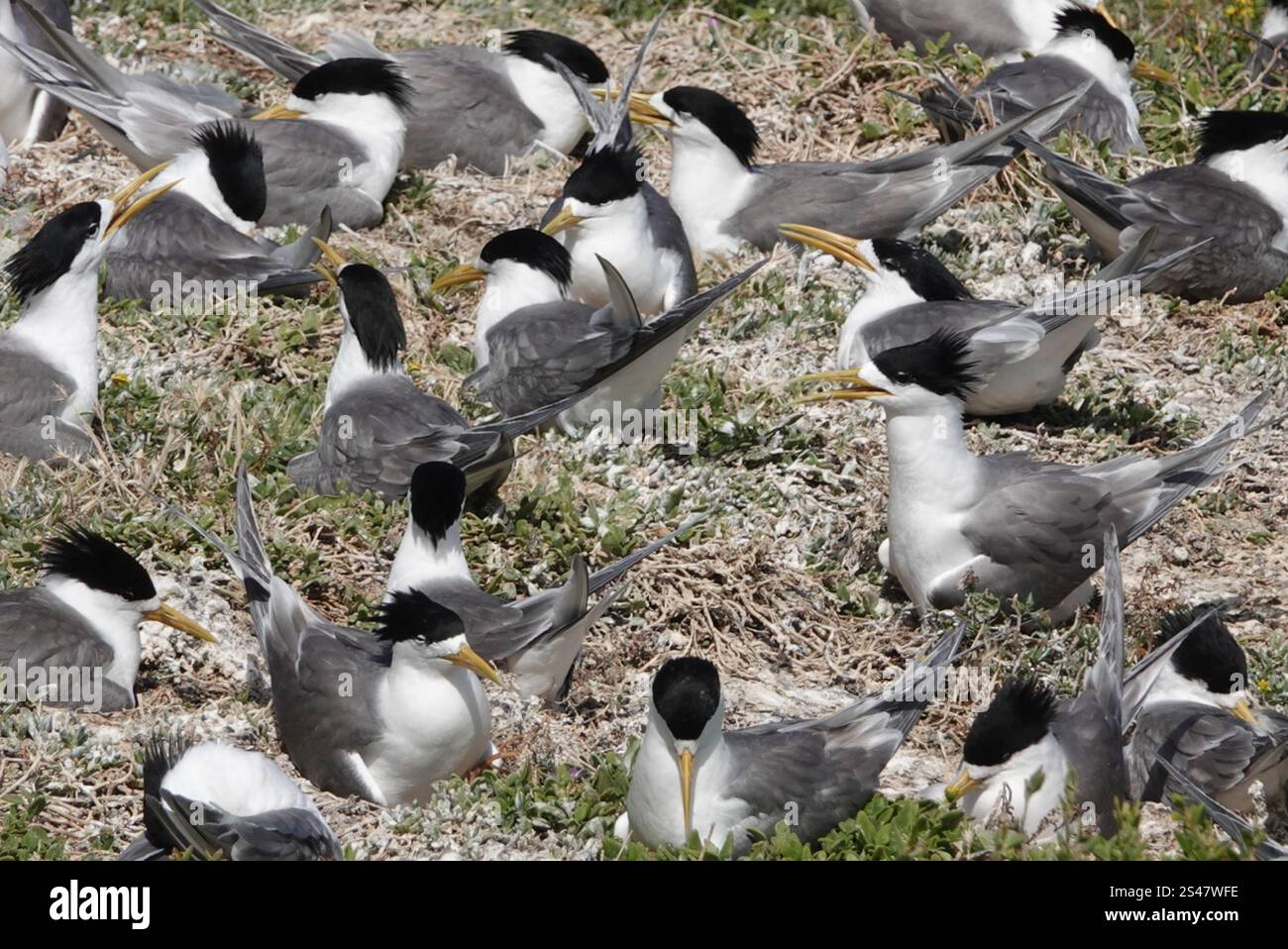 Great Crested Tern (Thalasseus bergii Stock Photo - Alamy
