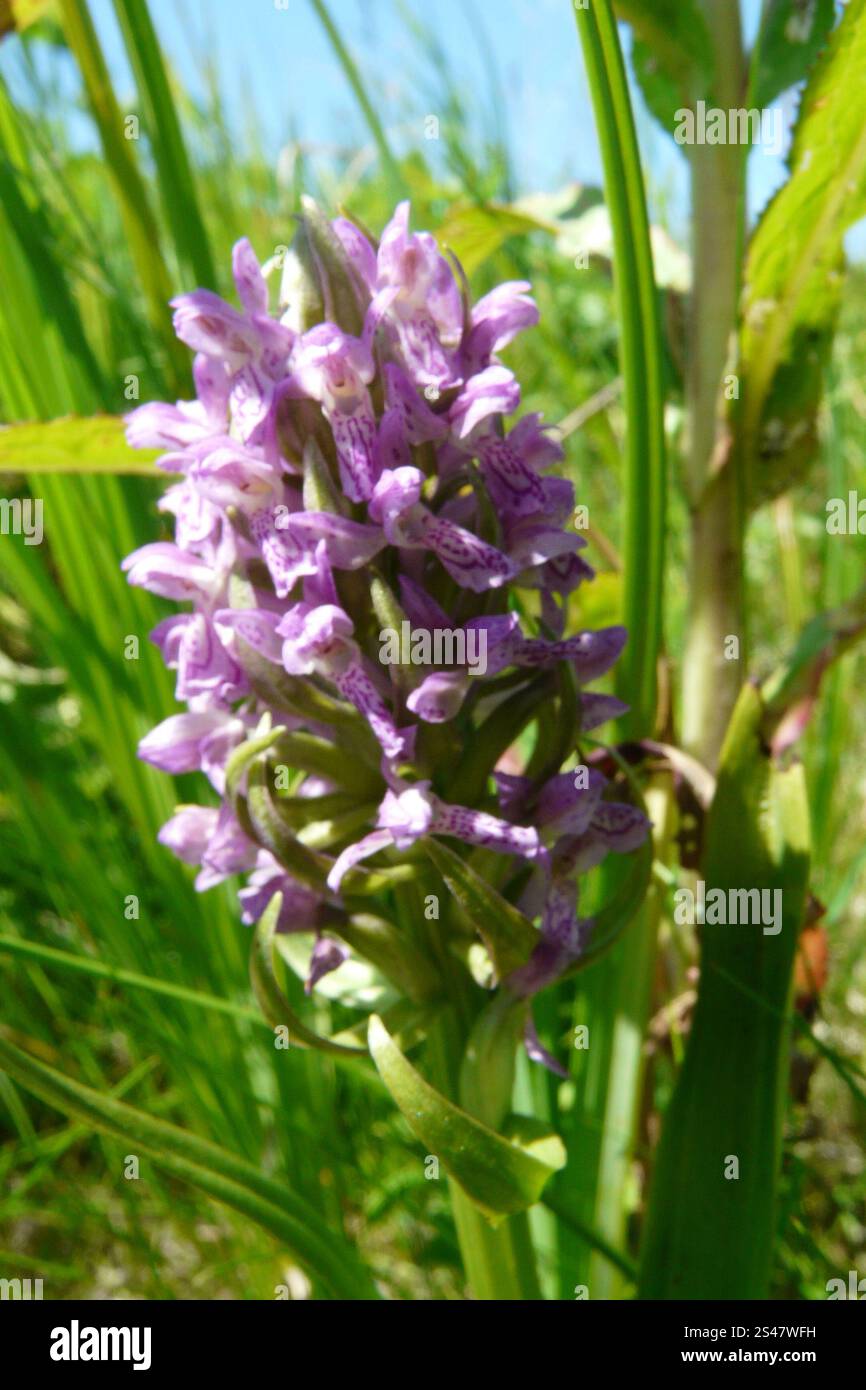 Early Marsh-orchid (Dactylorhiza incarnata Stock Photo - Alamy