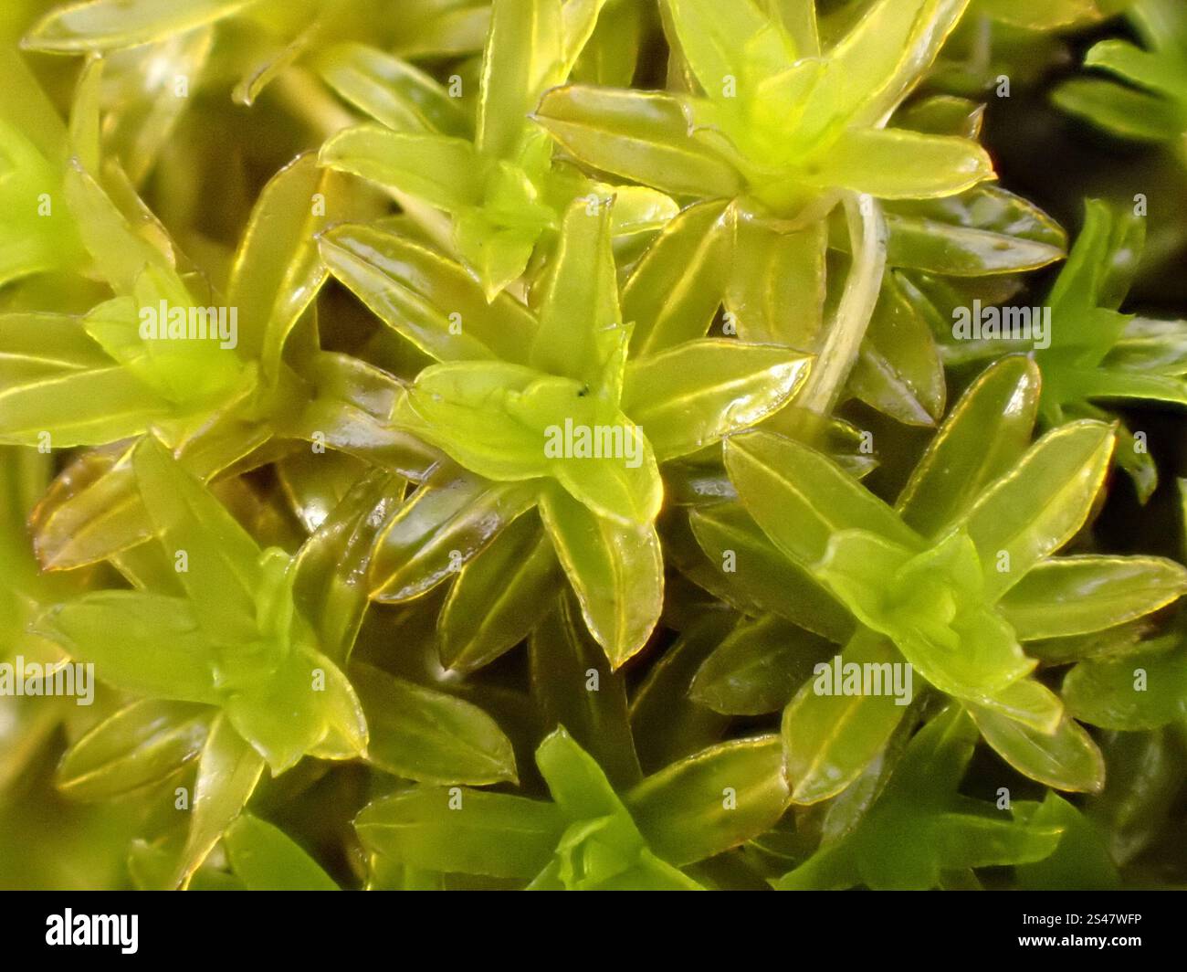 Bird's-Claw Beard-Moss (Barbula unguiculata Stock Photo - Alamy