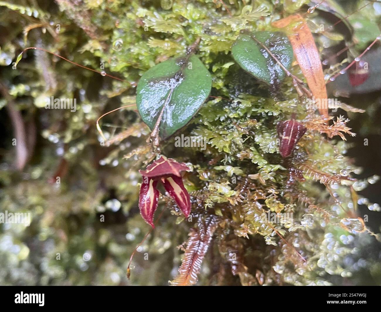 The Caruncle Bearing Lepanthes (Lepanthes carunculigera Stock Photo - Alamy