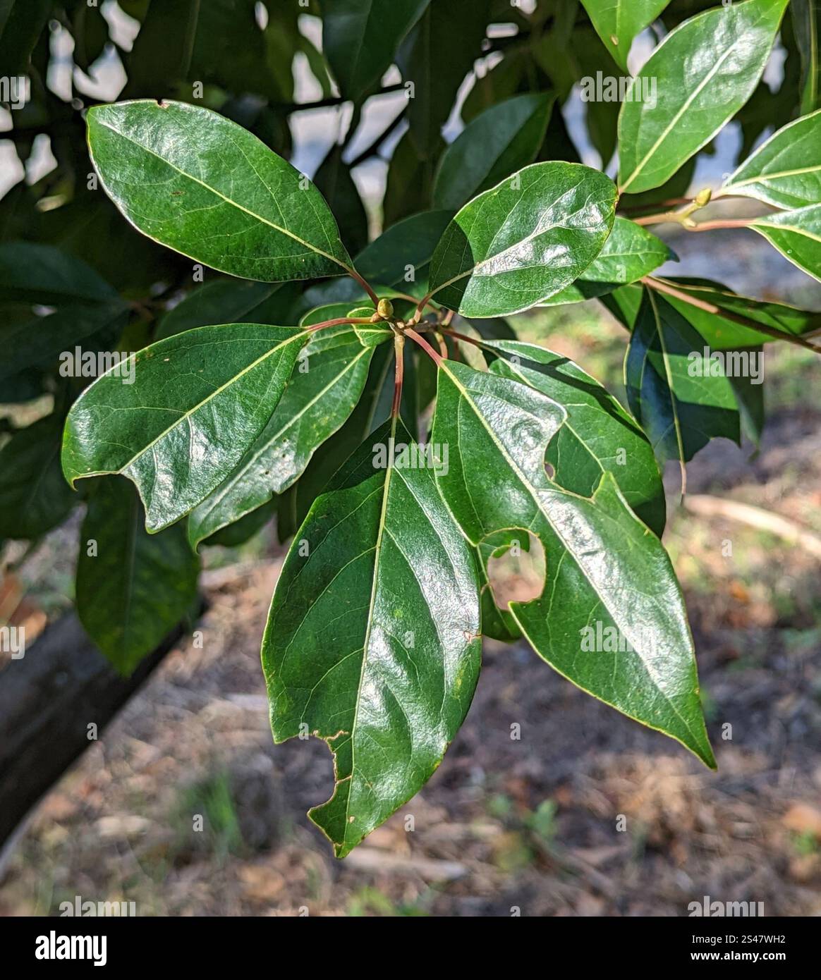 Camphor (Camphora officinarum Stock Photo - Alamy