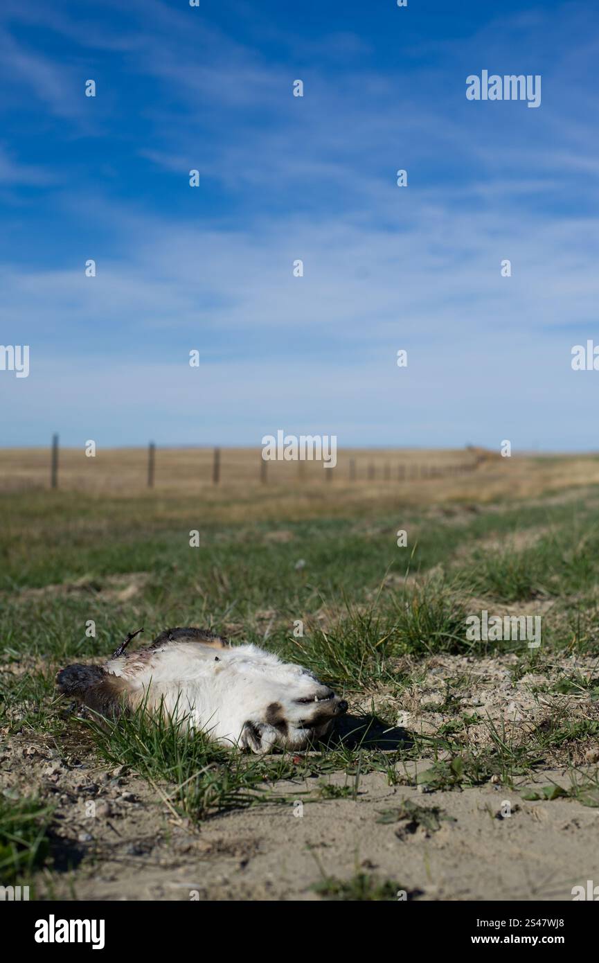 Dead badger (roadkill) on side of prairie road Stock Photo - Alamy