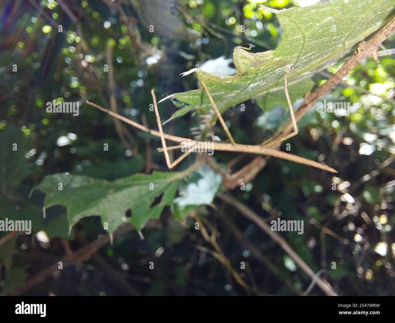 New Zealand Giant Stick Insect (Argosarchus horridus Stock Photo - Alamy