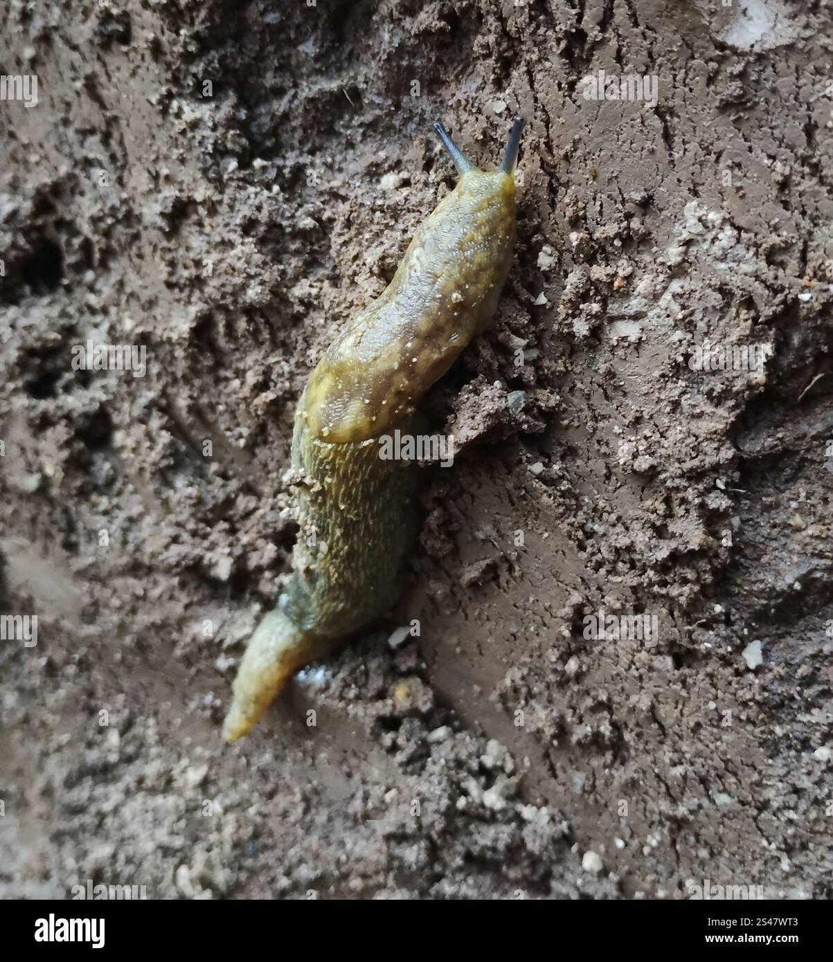 Yellow Cellar Slug (Limacus flavus Stock Photo - Alamy