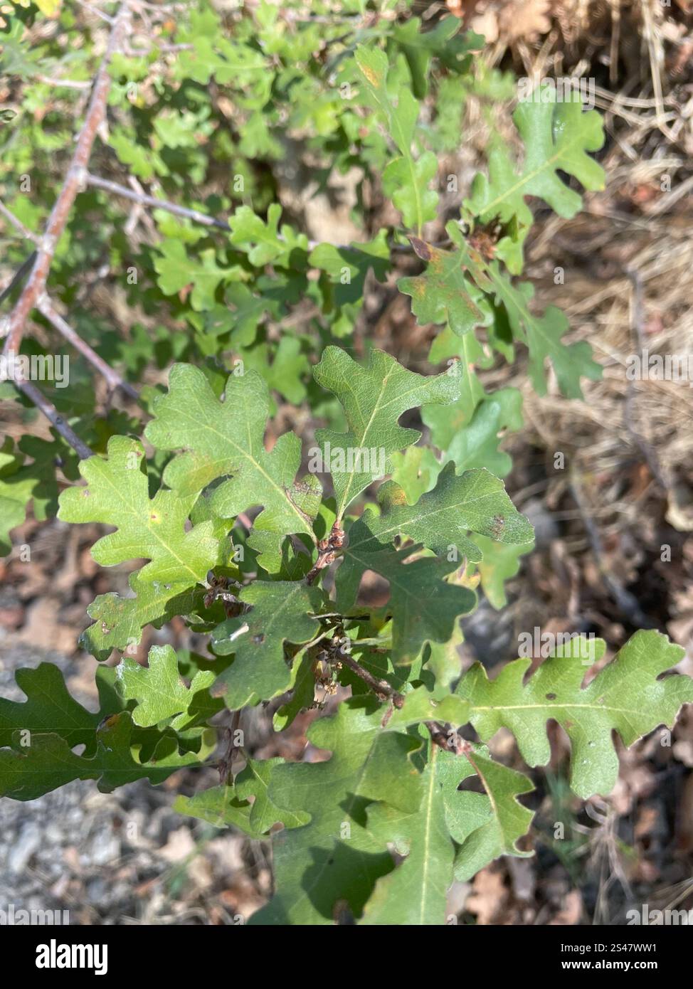 valley oak (Quercus lobata Stock Photo - Alamy