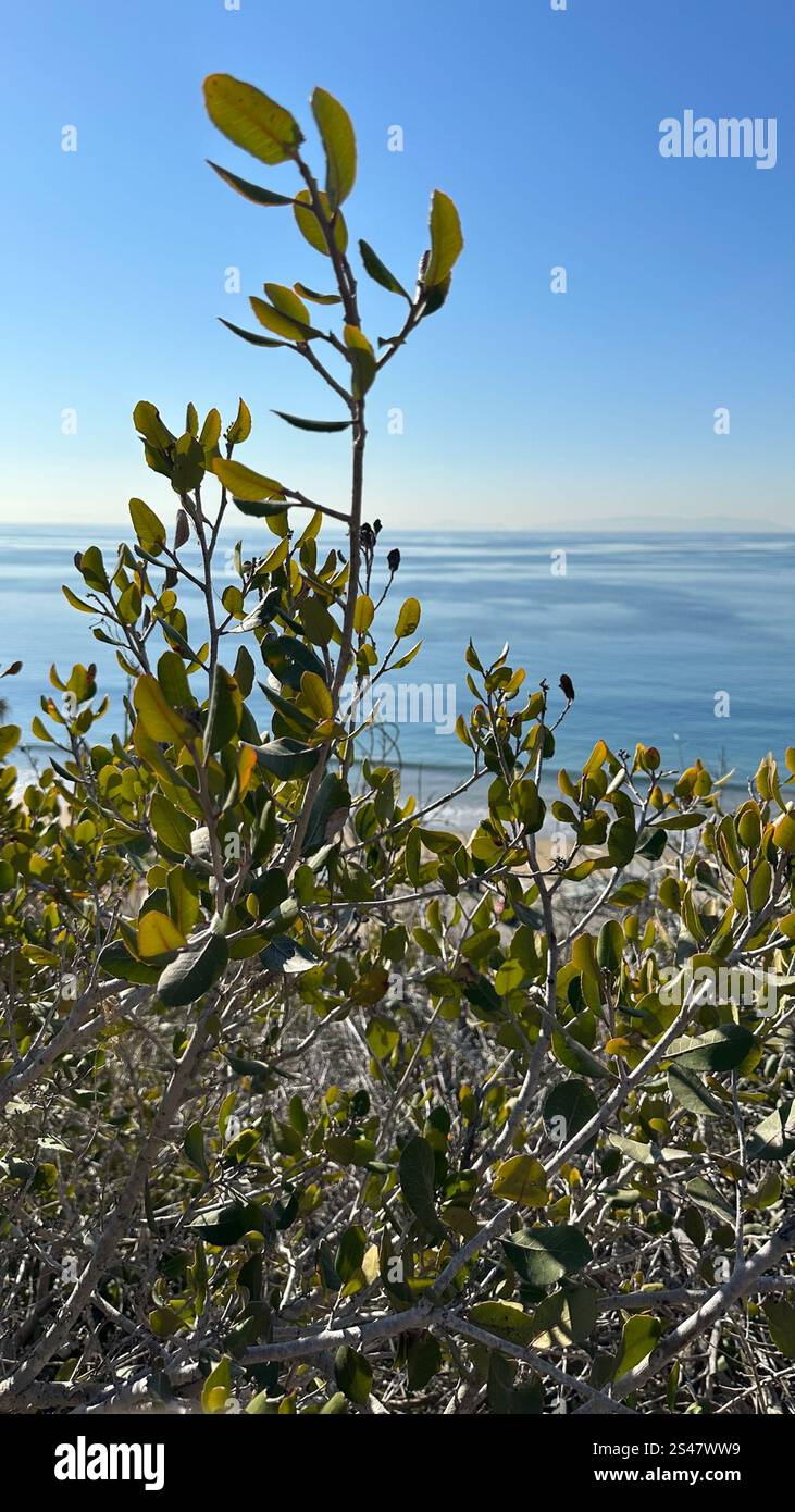 lemonade berry (Rhus integrifolia Stock Photo - Alamy