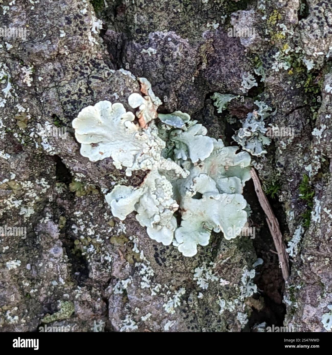common greenshield lichen (Flavoparmelia caperata Stock Photo - Alamy