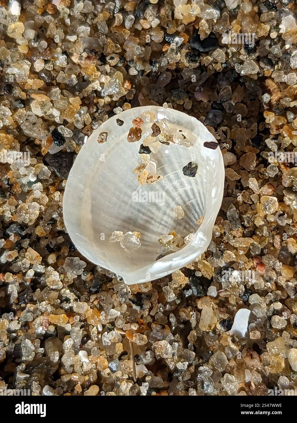 Dwarf Tiger Lucine (Ctena orbiculata Stock Photo - Alamy