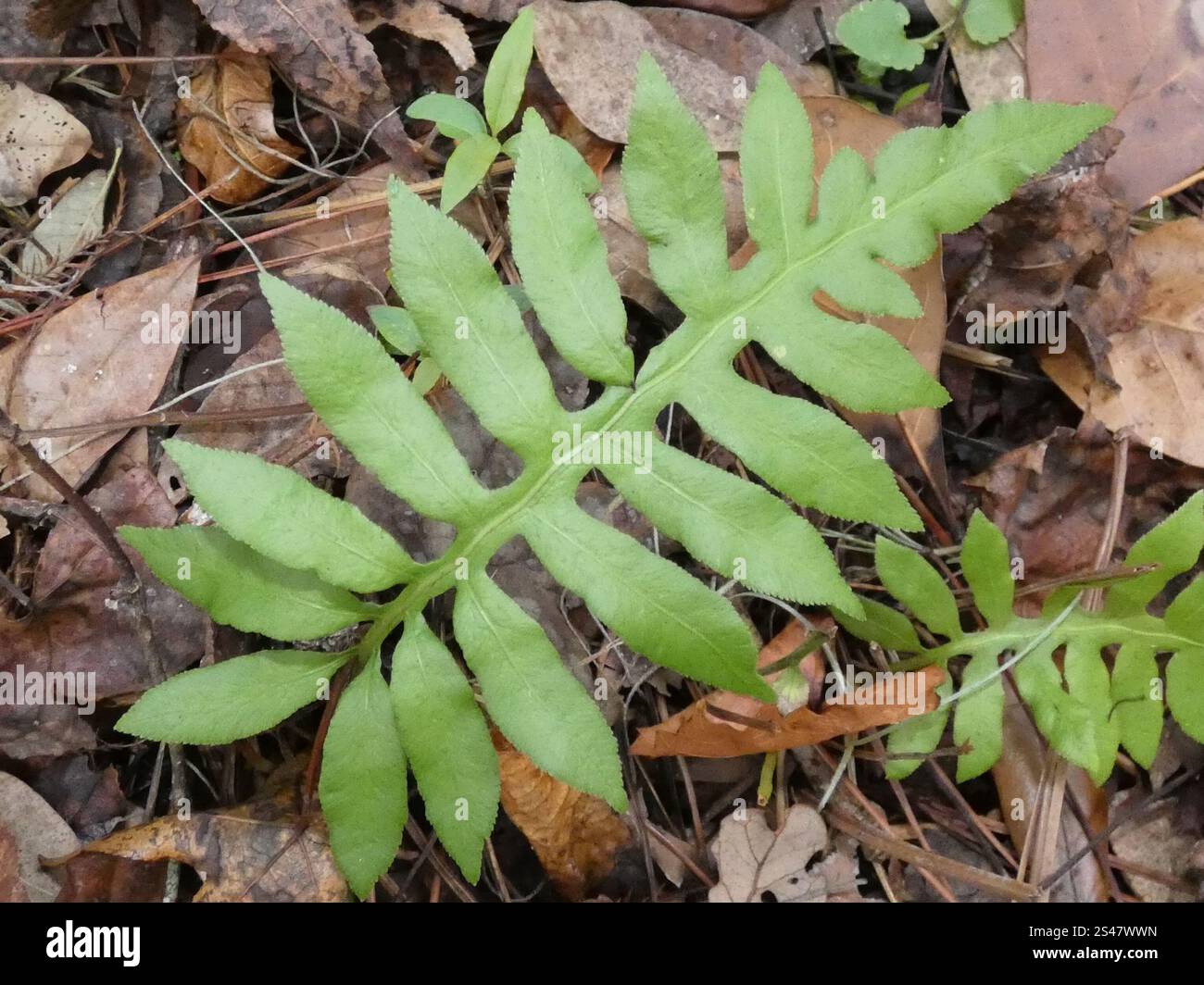 netted chain fern (Woodwardia areolata Stock Photo - Alamy