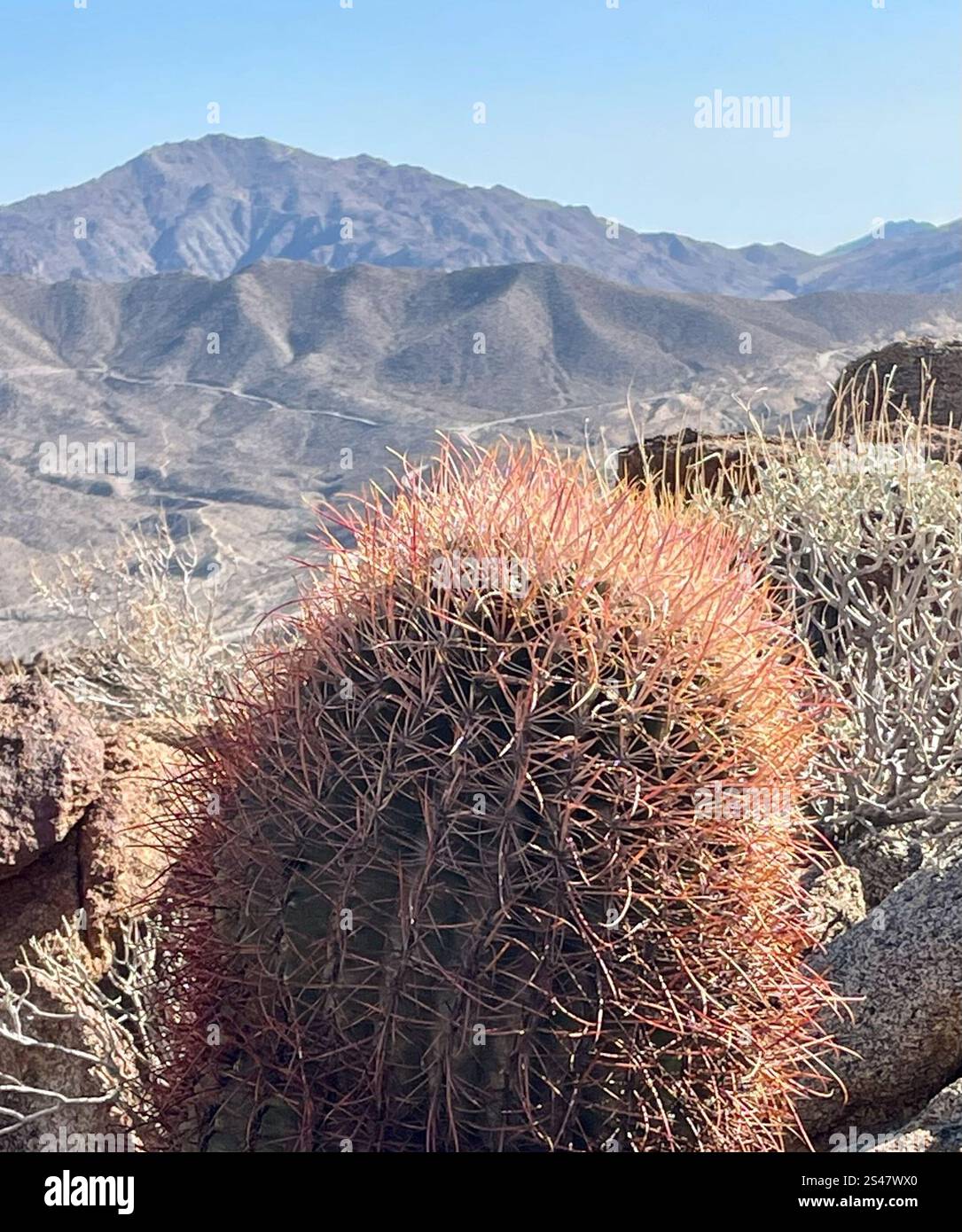 California Barrel Cactus (Ferocactus cylindraceus Stock Photo - Alamy