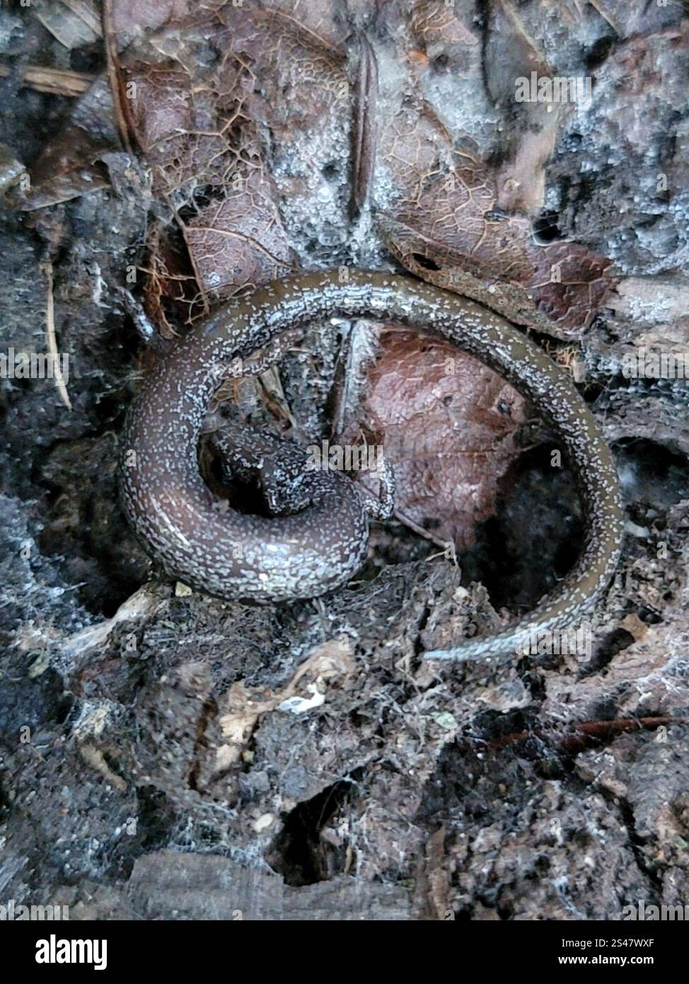 California Slender Salamander (Batrachoseps attenuatus Stock Photo - Alamy