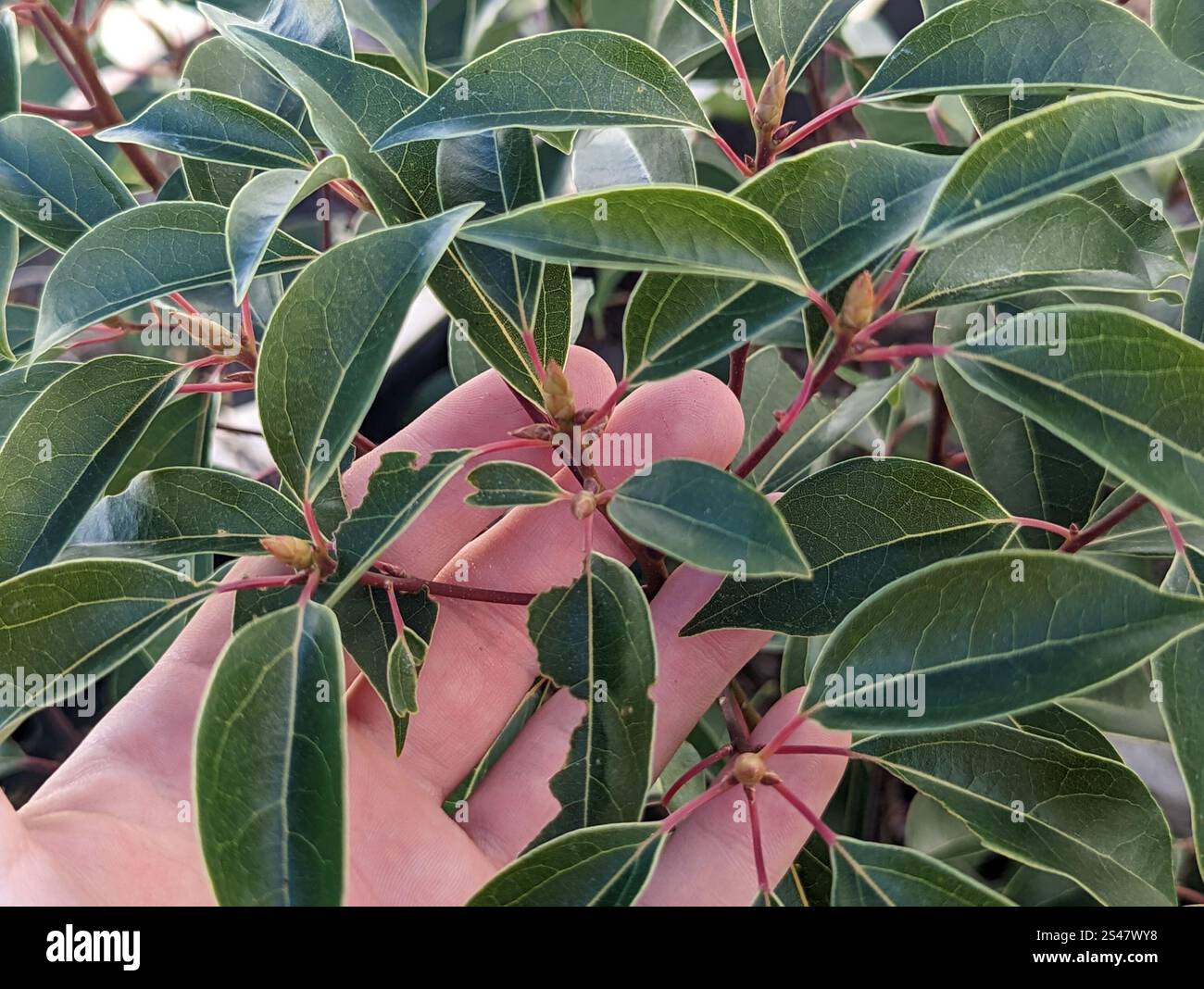 Camphor (Camphora officinarum Stock Photo - Alamy