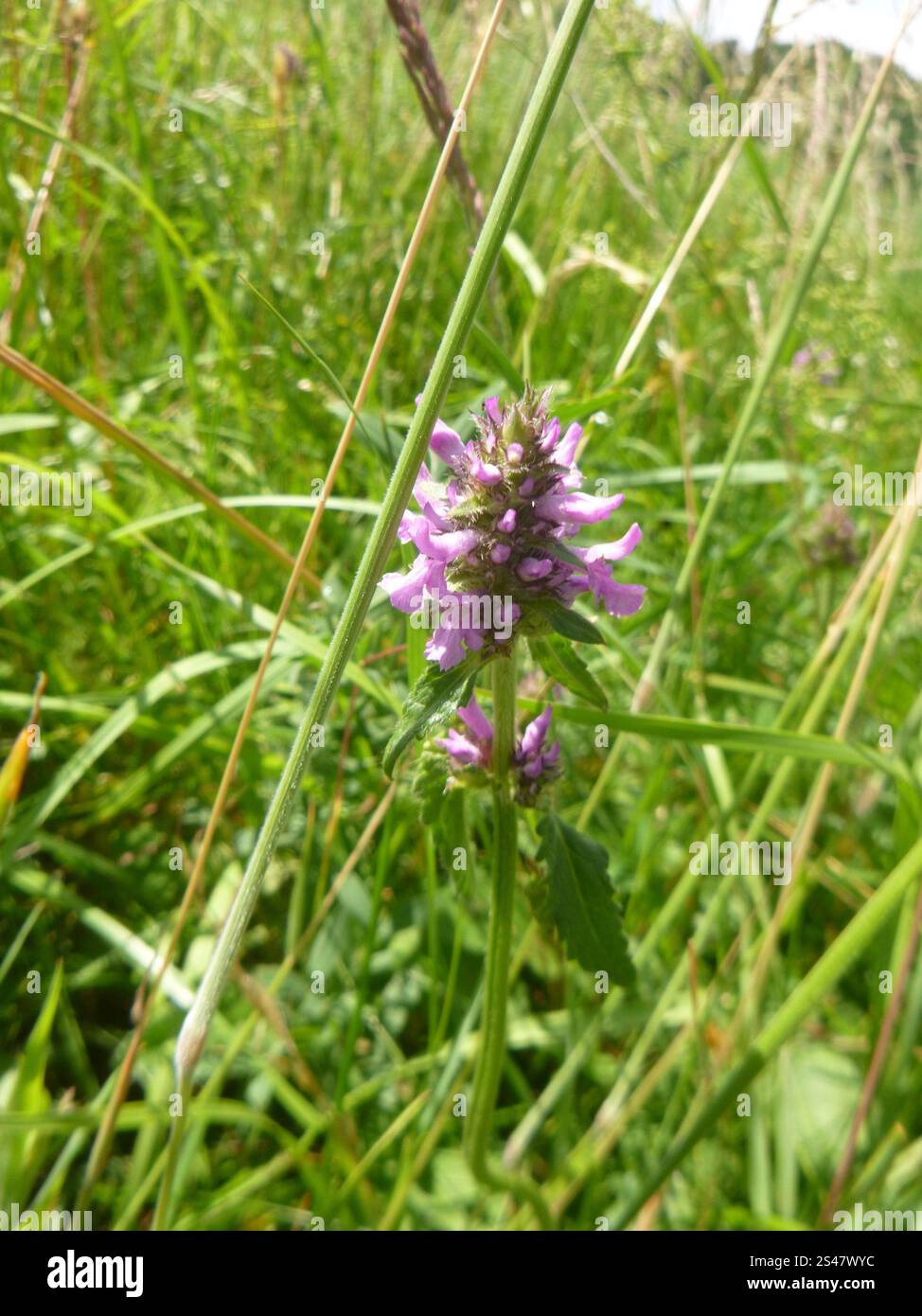 common hedge-nettle (Betonica officinalis Stock Photo - Alamy