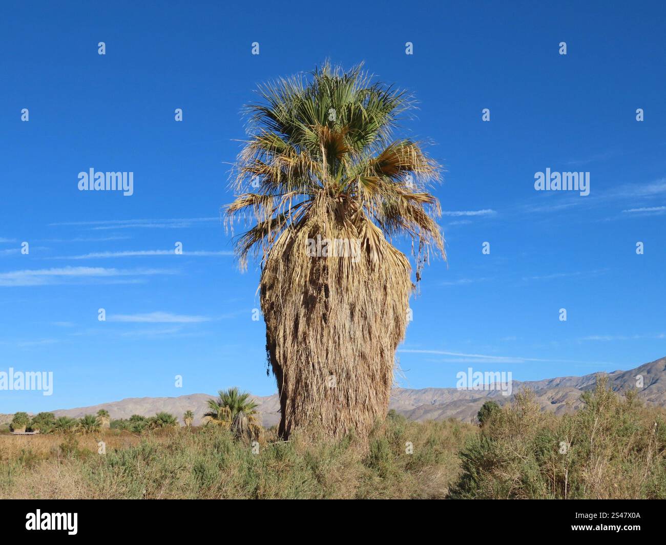 California fan palm (Washingtonia filifera Stock Photo - Alamy