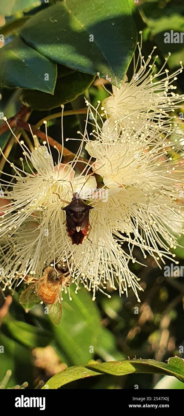 Schellenberg's soldier bug (Oechalia schellenbergii Stock Photo - Alamy