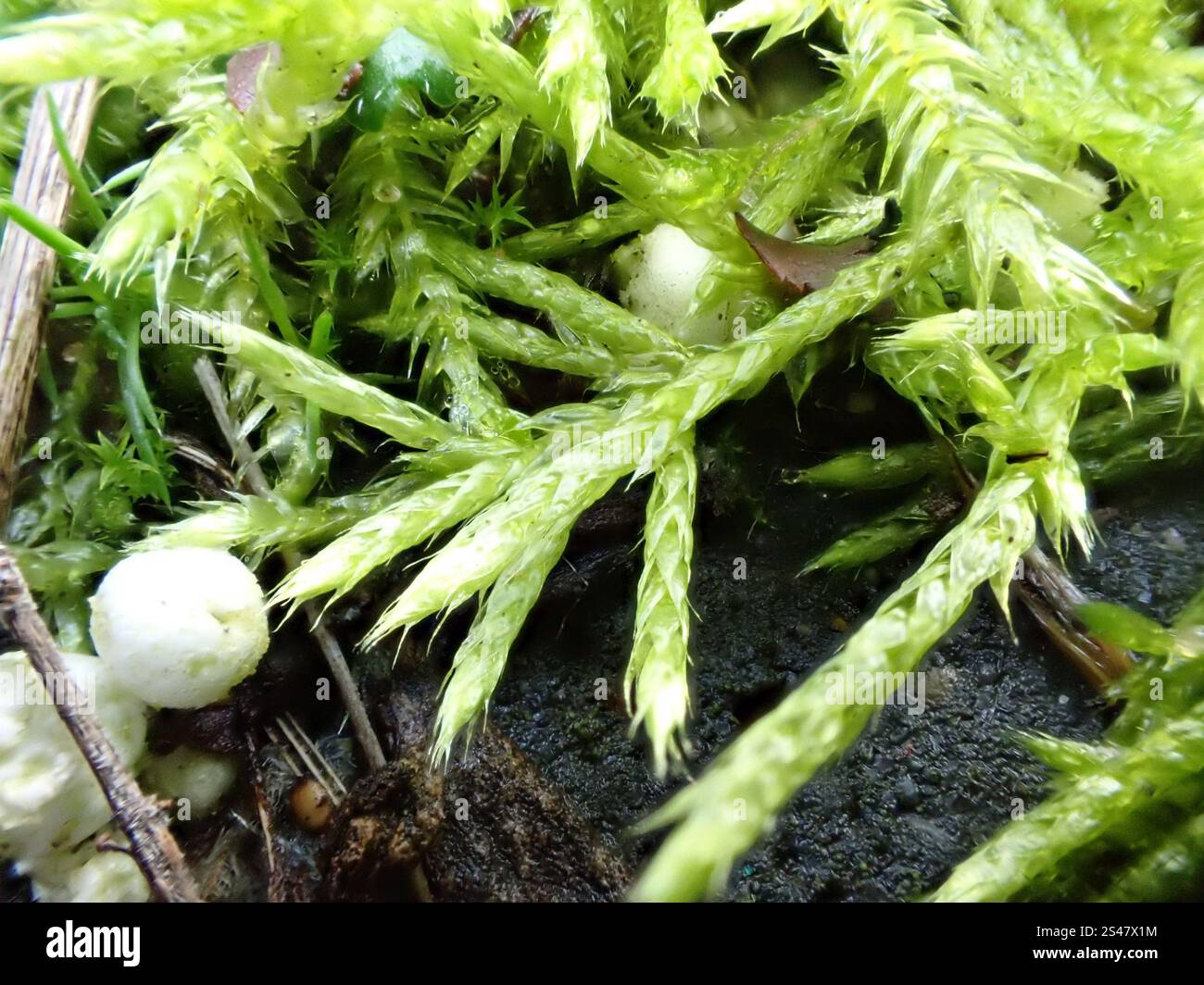 Whitish Feather-moss (Brachythecium albicans Stock Photo - Alamy