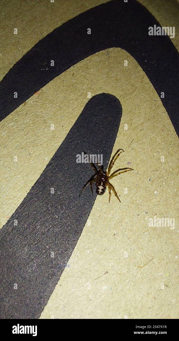 Triangulate Combfoot (Steatoda triangulosa Stock Photo - Alamy