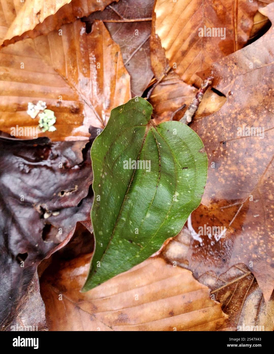 crane-fly orchid (Tipularia discolor Stock Photo - Alamy