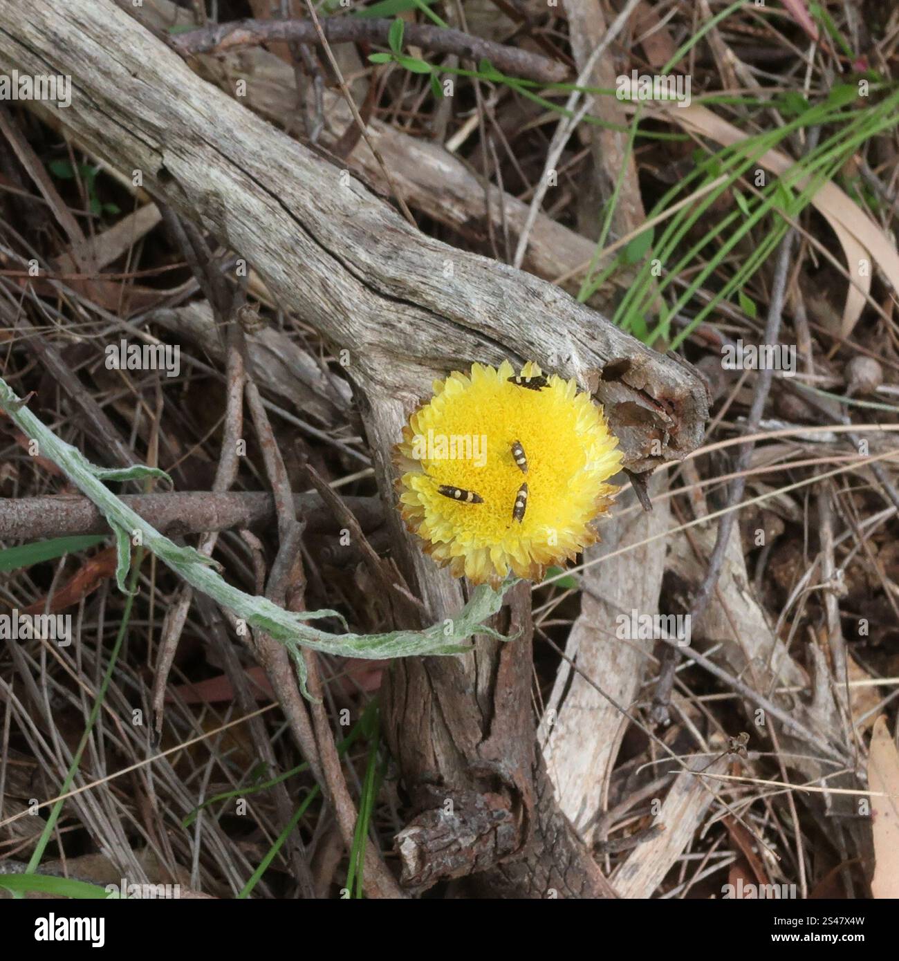 button everlasting (Coronidium scorpioides Stock Photo - Alamy