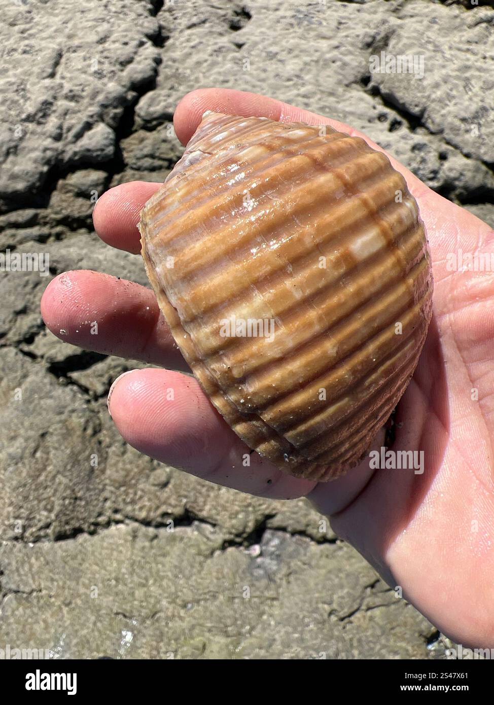 Grinning Tun Snail (Malea ringens Stock Photo - Alamy