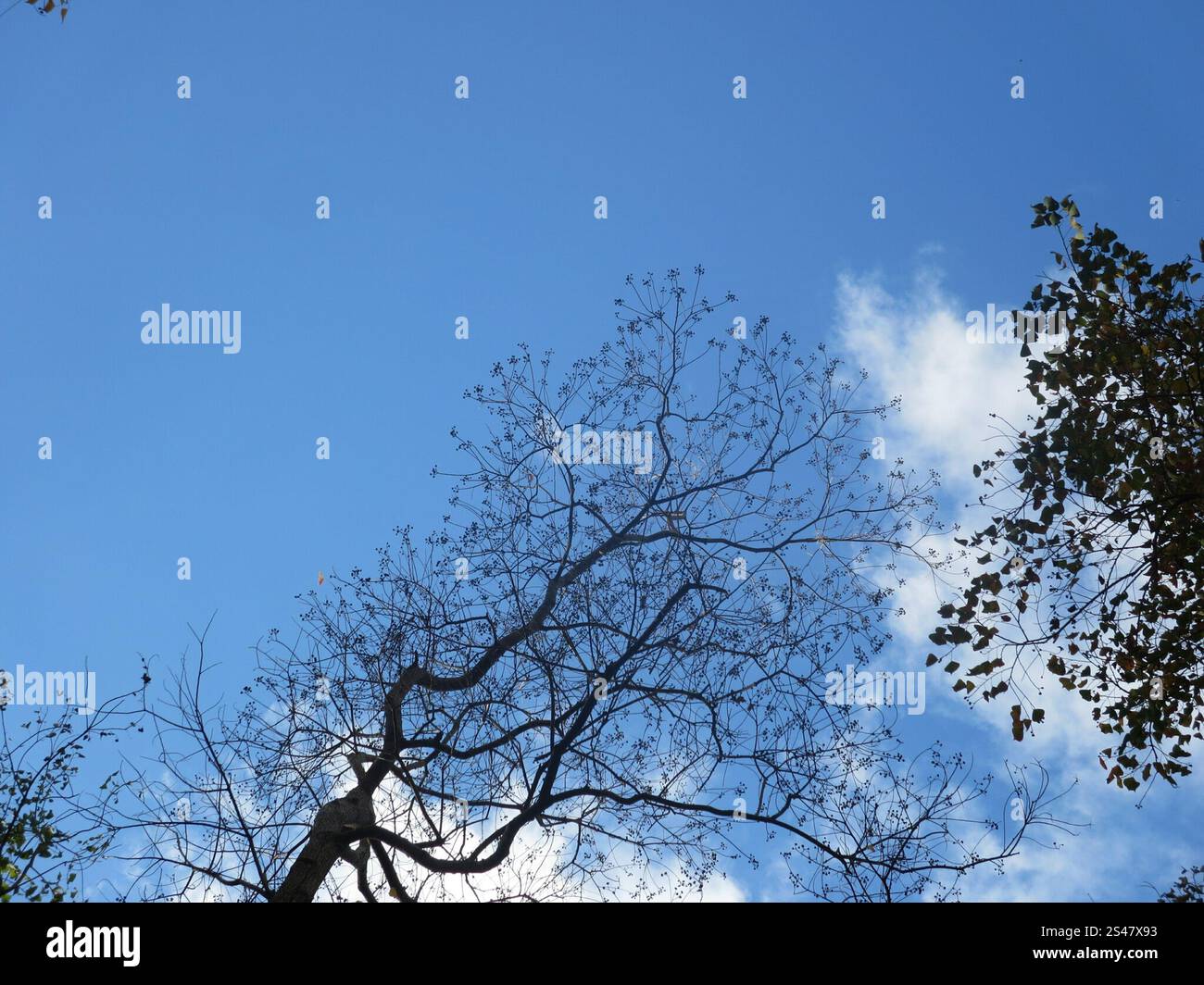 Chinese Tallow (Triadica sebifera Stock Photo - Alamy