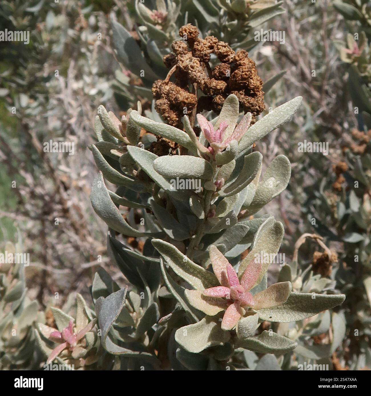 Grey Saltbush (Atriplex cinerea Stock Photo - Alamy