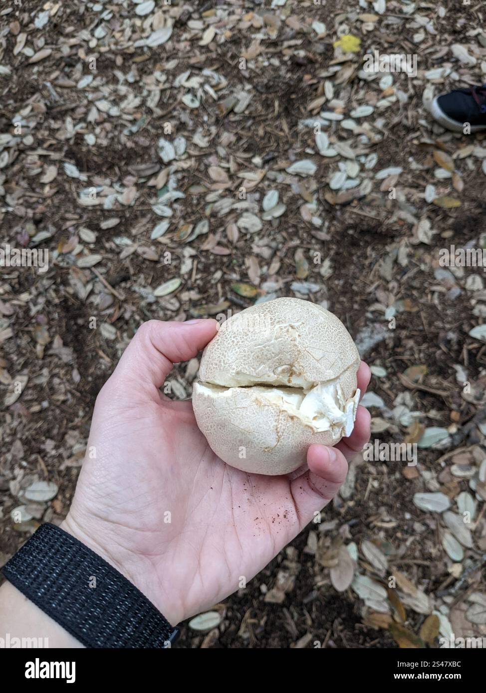 Purple-spored Puffball (Calvatia cyathiformis Stock Photo - Alamy