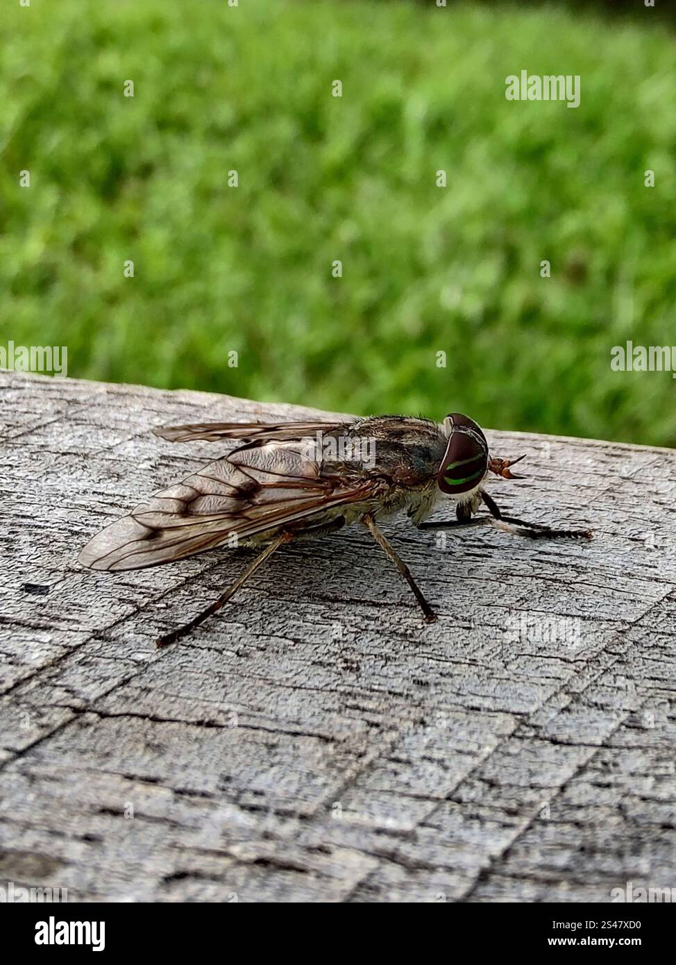 Horse and Deer Flies (Tabanidae Stock Photo - Alamy