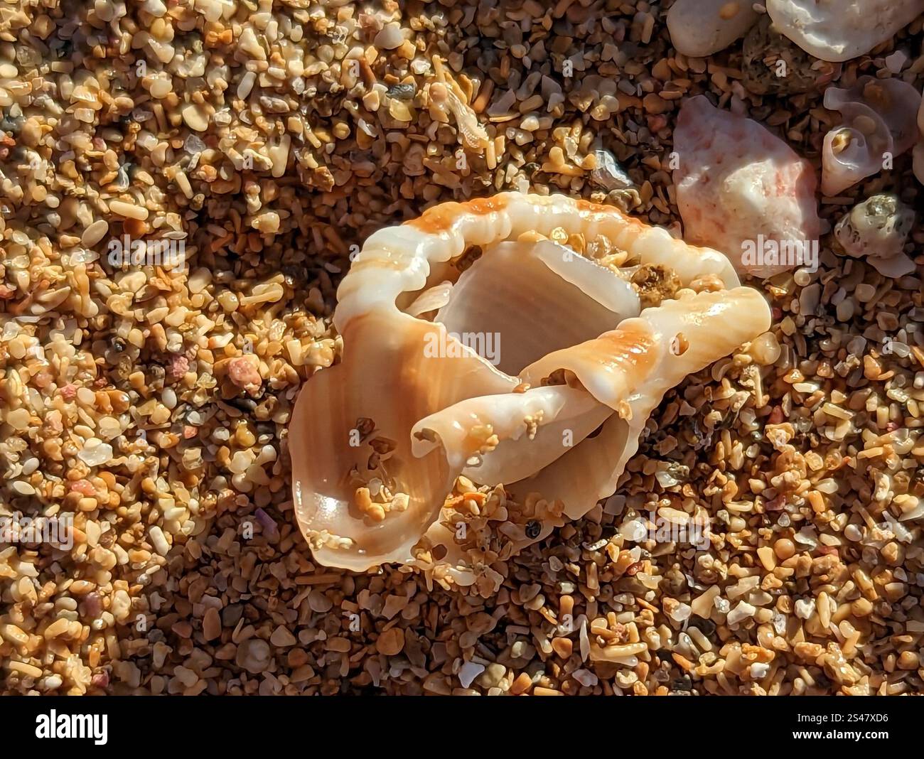 Cymatiid Triton Snails (Cymatiidae Stock Photo - Alamy