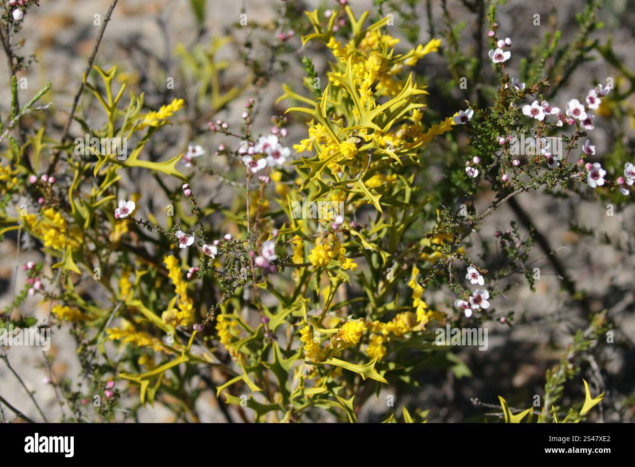 (Synaphea spinulosa spinulosa Stock Photo - Alamy