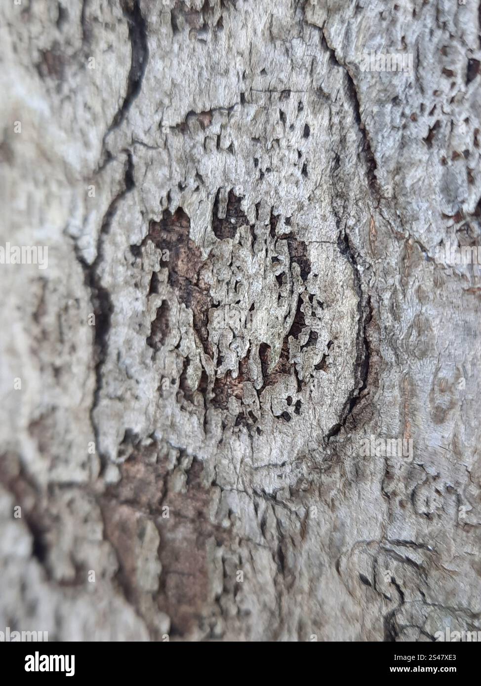 Beech Bark Canker Fungus (Neonectria faginata Stock Photo - Alamy