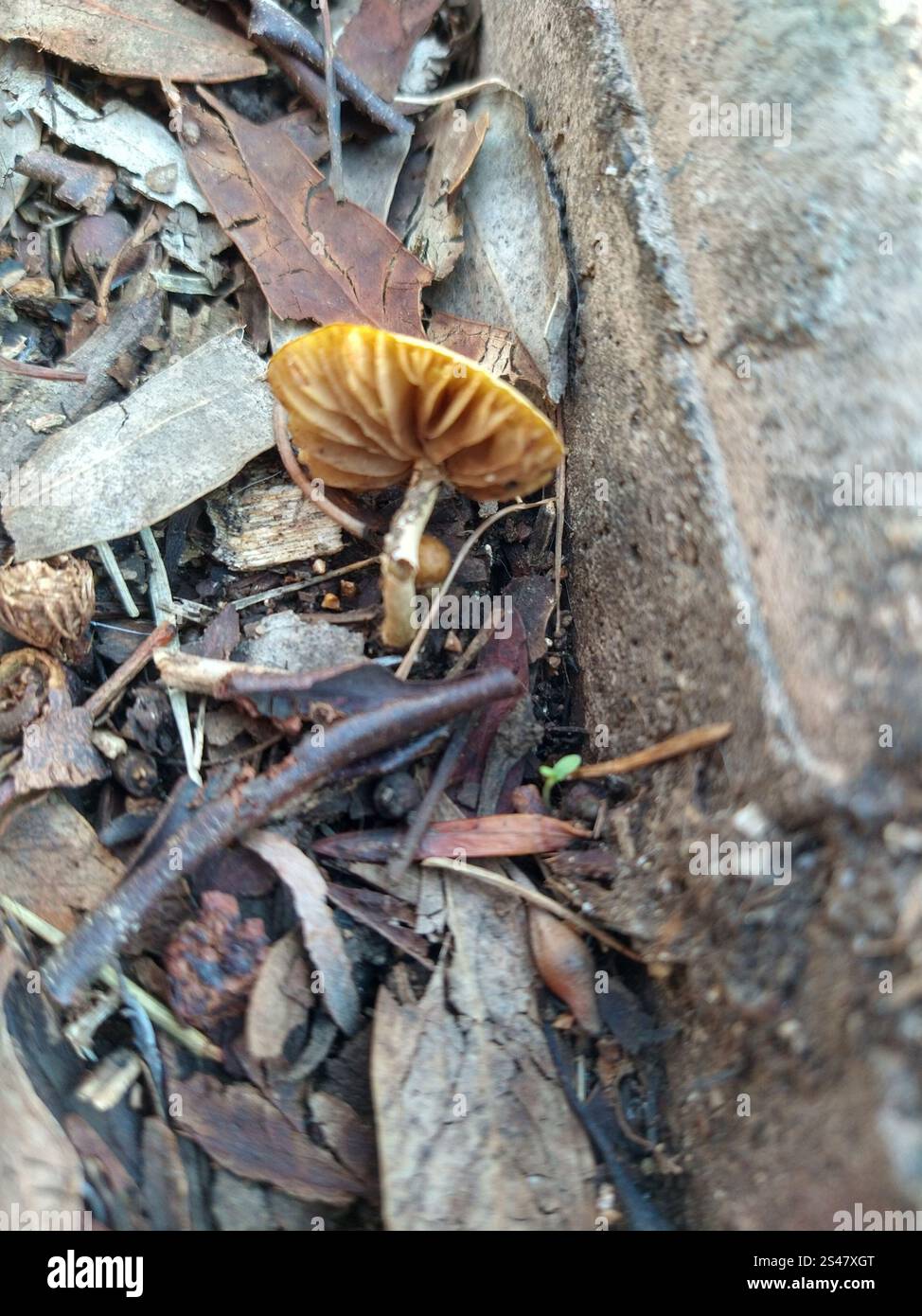 Common Fieldcap (Agrocybe pediades Stock Photo - Alamy