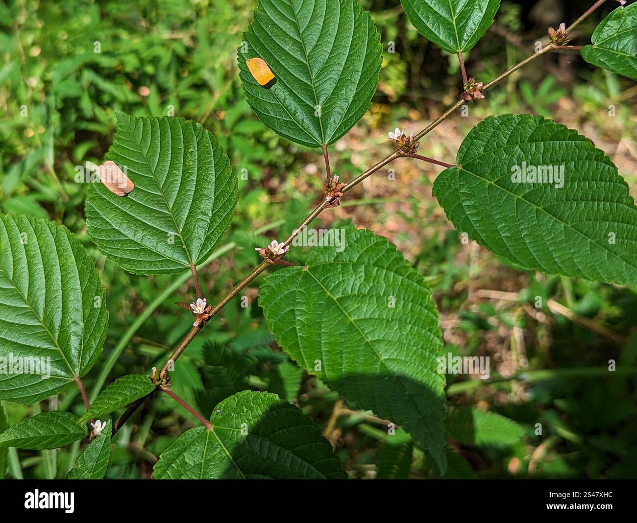 Hornbeam Leaved Melochia (Melochia nodiflora Stock Photo - Alamy