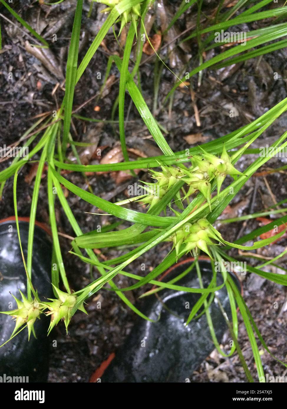 bladder sedge (Carex intumescens Stock Photo - Alamy