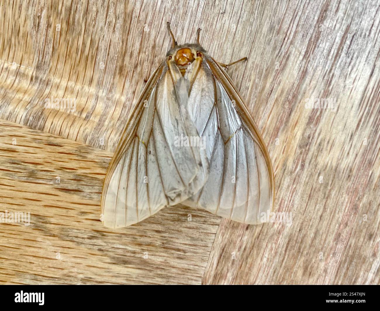 Emperor and Giant Silk Moths (Saturniidae Stock Photo - Alamy