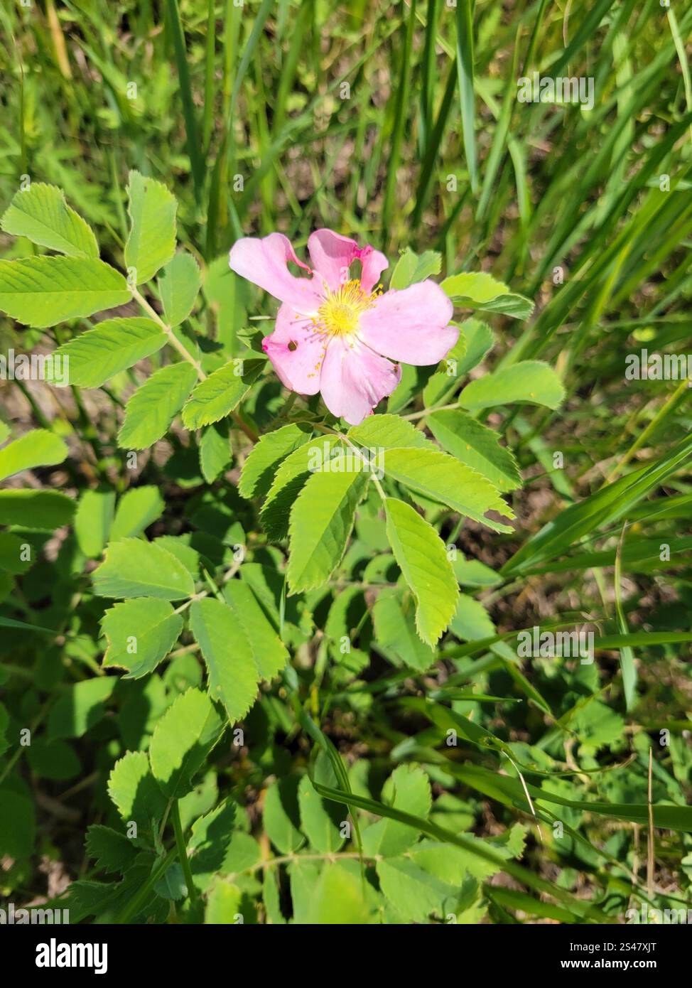 prairie rose (Rosa arkansana Stock Photo - Alamy