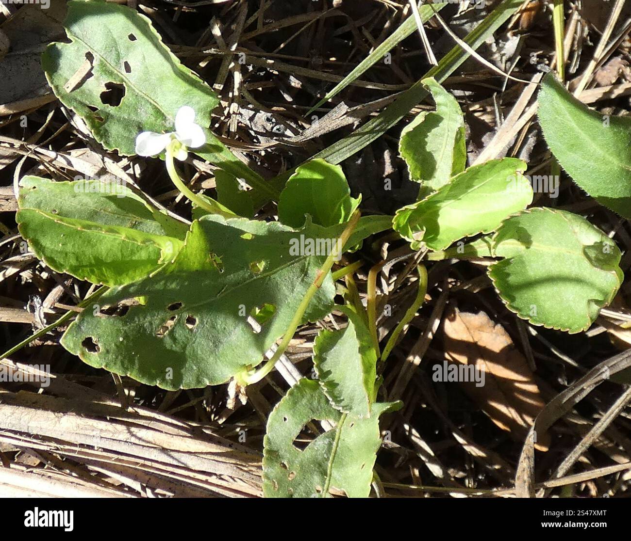 primrose-leaved violet (Viola primulifolia Stock Photo - Alamy
