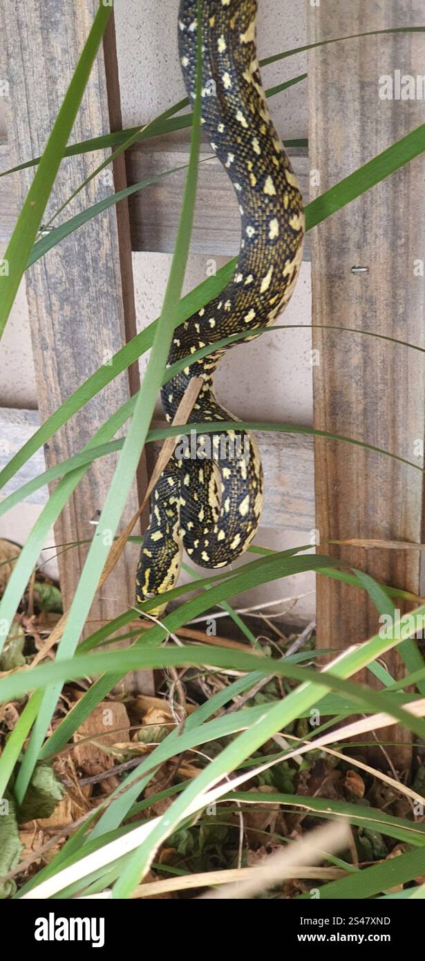 Diamond Python (Morelia spilota spilota Stock Photo - Alamy