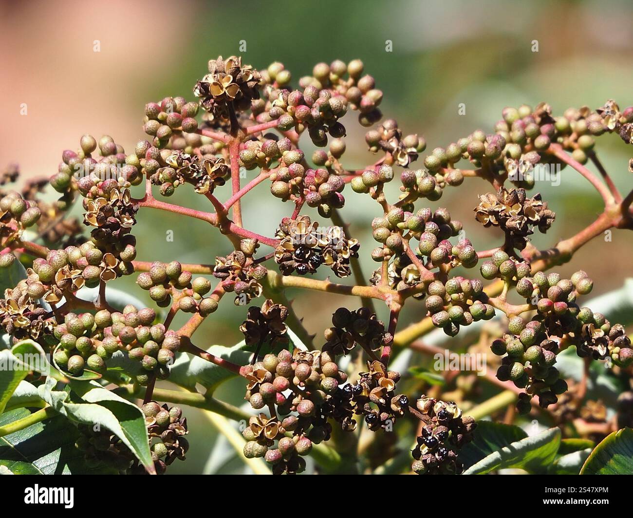 Japanese Prickly Ash (Zanthoxylum ailanthoides Stock Photo - Alamy
