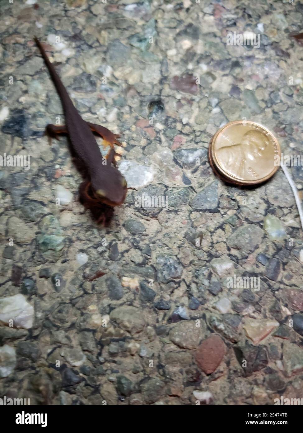 California Newt (Taricha torosa Stock Photo - Alamy