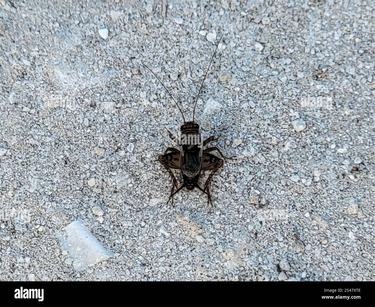 Small Ground Crickets (Neonemobius Stock Photo - Alamy