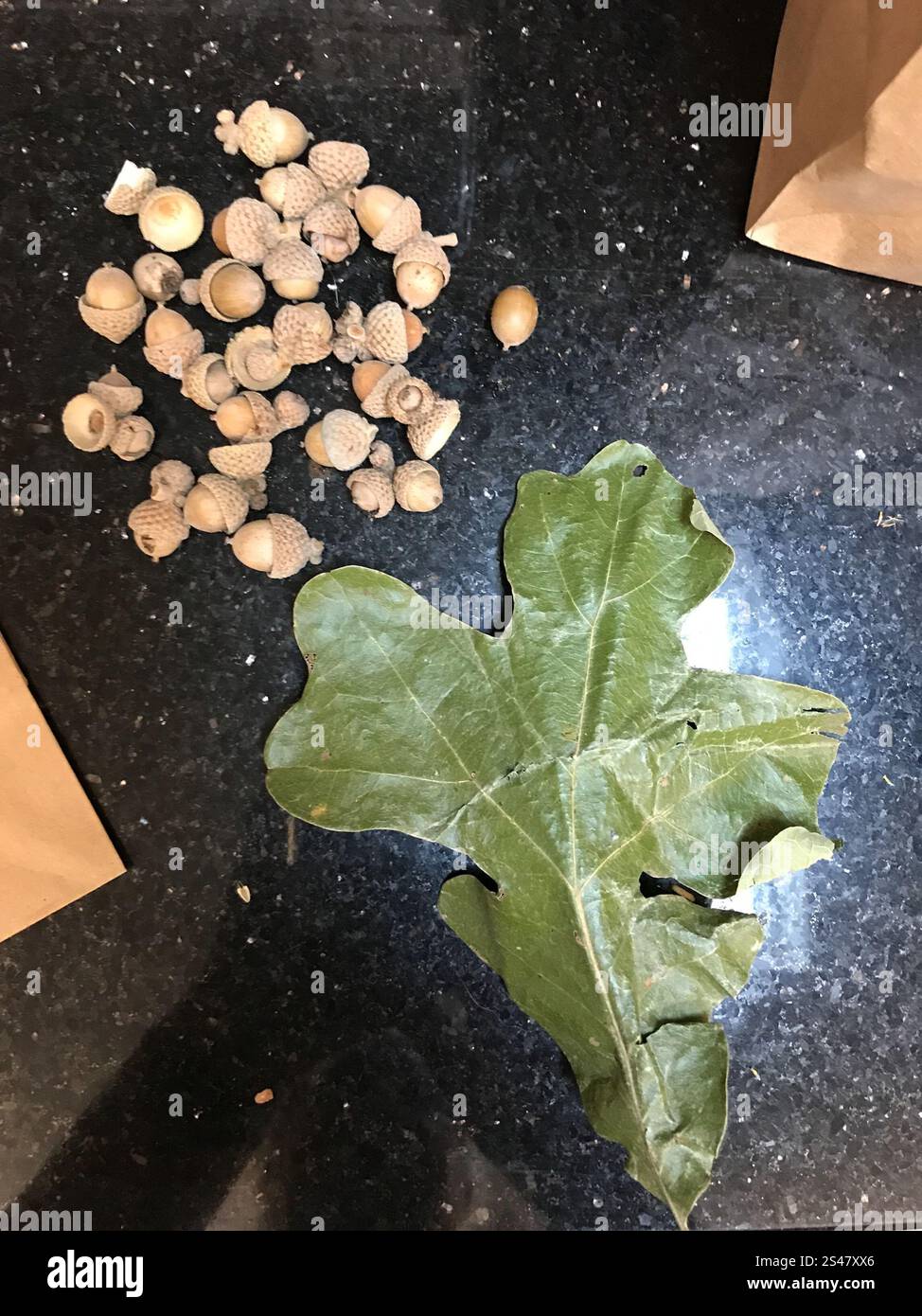 post oak (Quercus stellata Stock Photo - Alamy